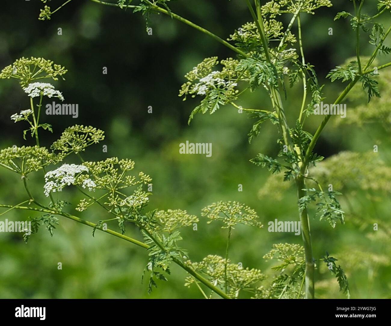 poison hemlock (Conium maculatum Stock Photo - Alamy