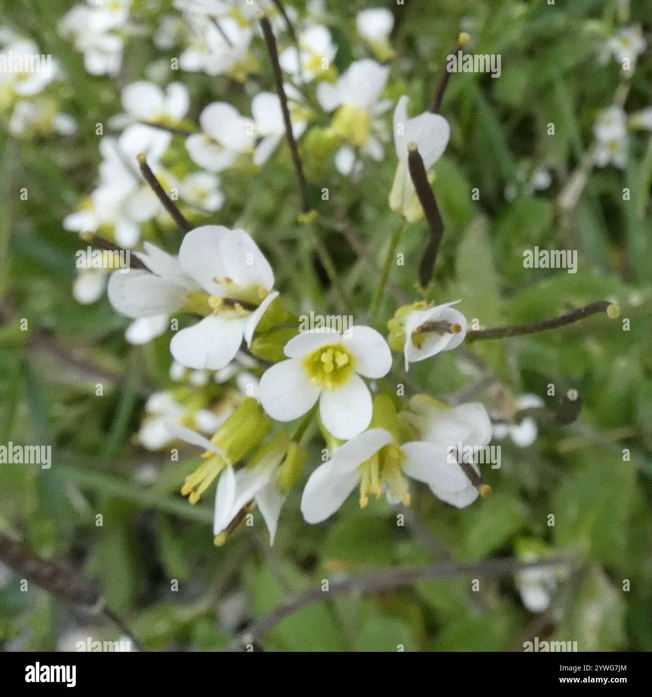 Alpine Rock-cress (Arabis alpina Stock Photo - Alamy