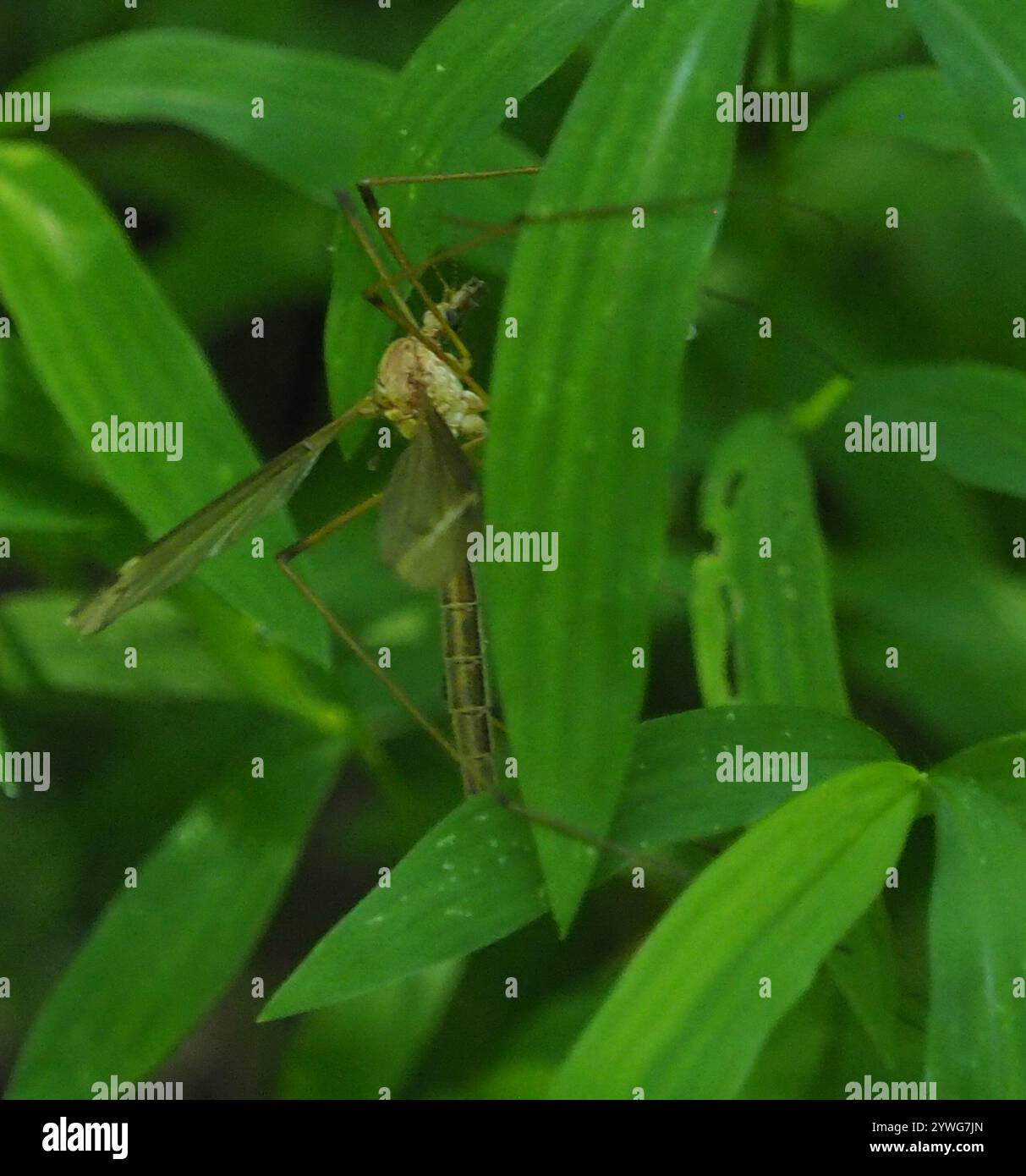 Common Crane Flies (Tipula Stock Photo - Alamy