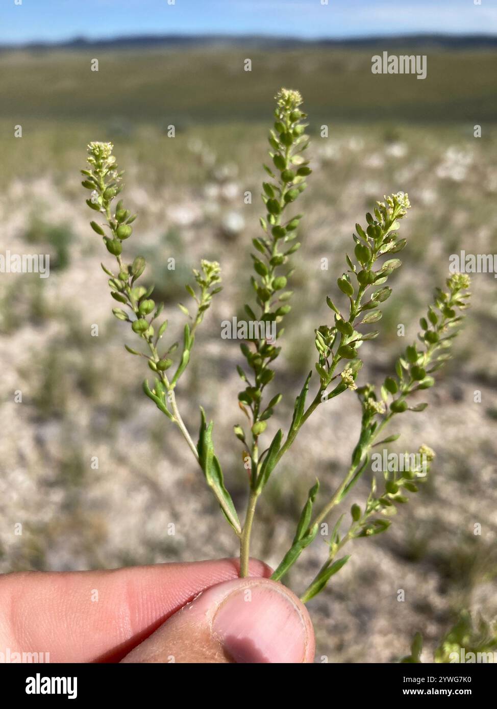 Common Peppergrass (Lepidium densiflorum Stock Photo - Alamy