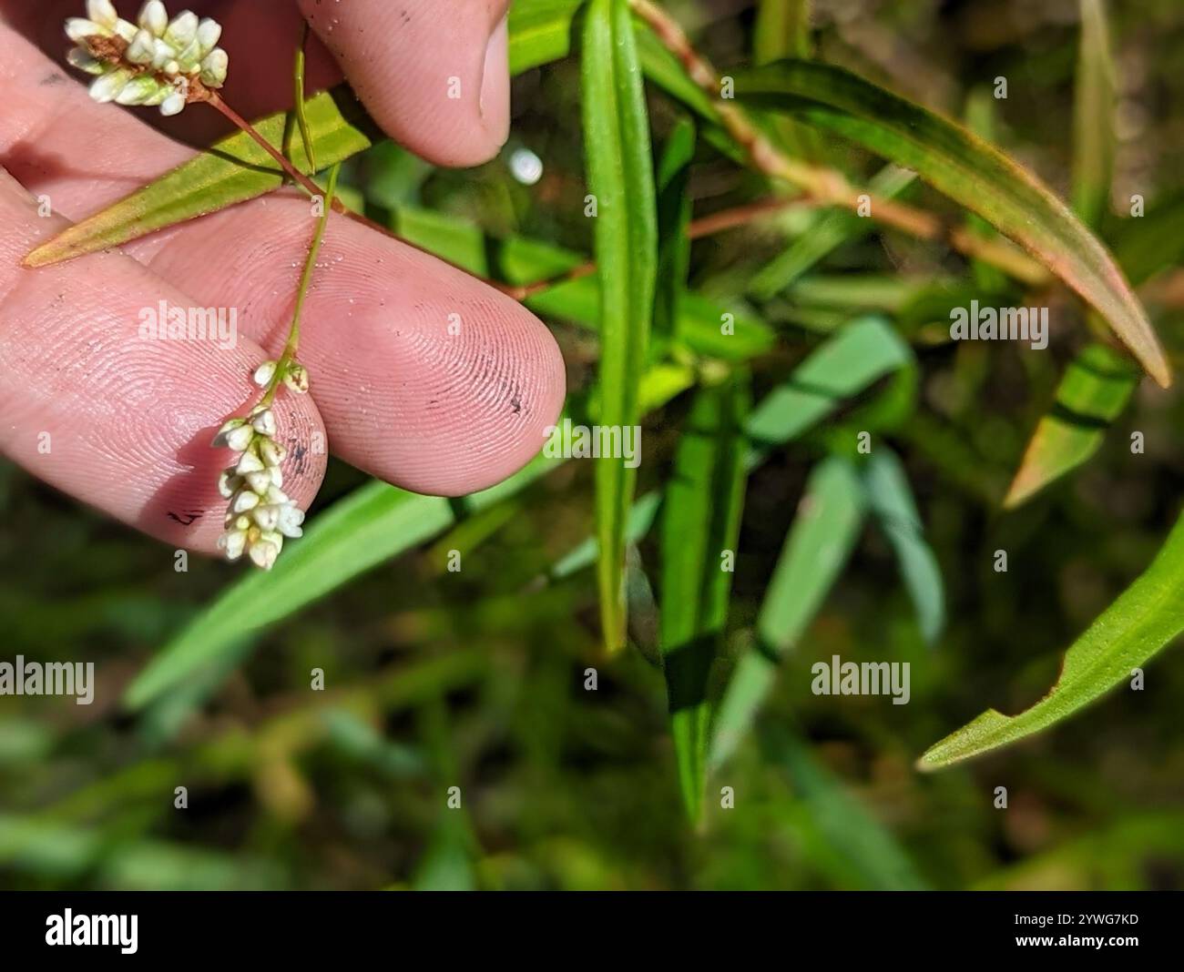 swamp smartweed (Persicaria hydropiperoides Stock Photo - Alamy