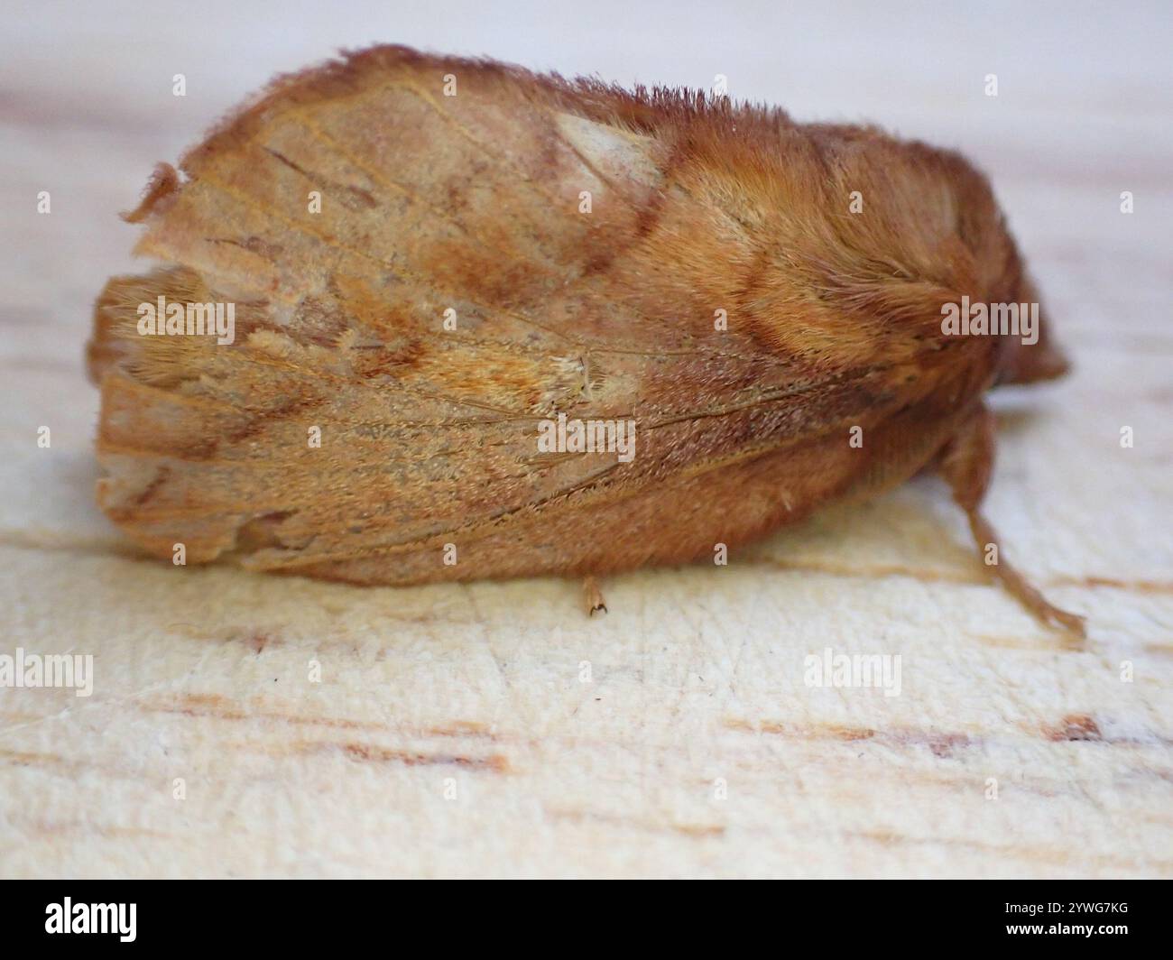 Drinker Moth (Euthrix potatoria Stock Photo - Alamy