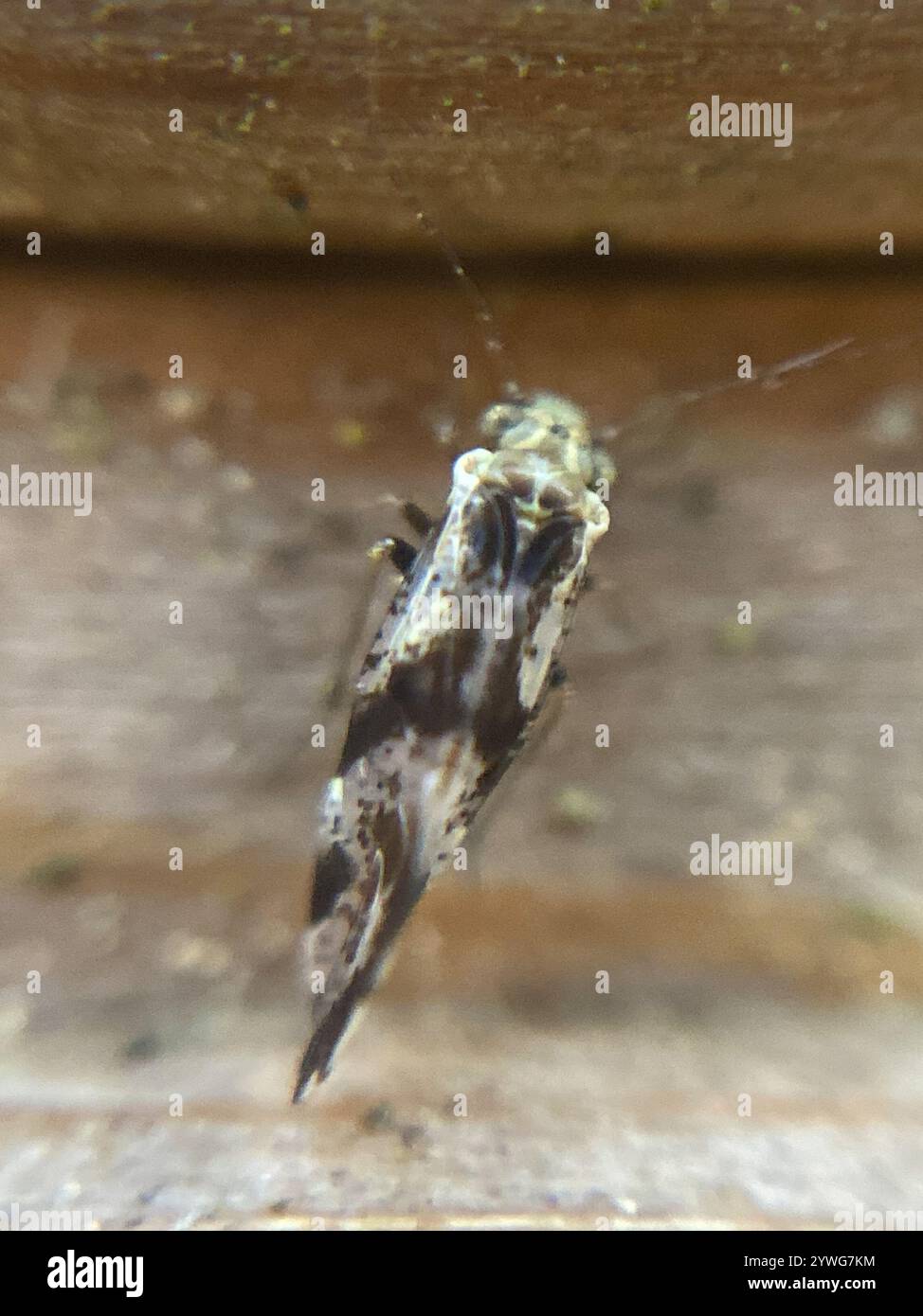 brown-banded barklouse (Loensia fasciata Stock Photo - Alamy