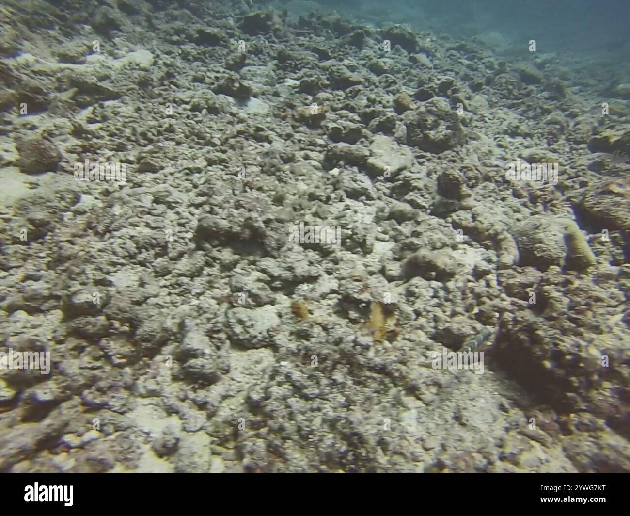 Ray-finned Fishes (Actinopterygii Stock Photo - Alamy