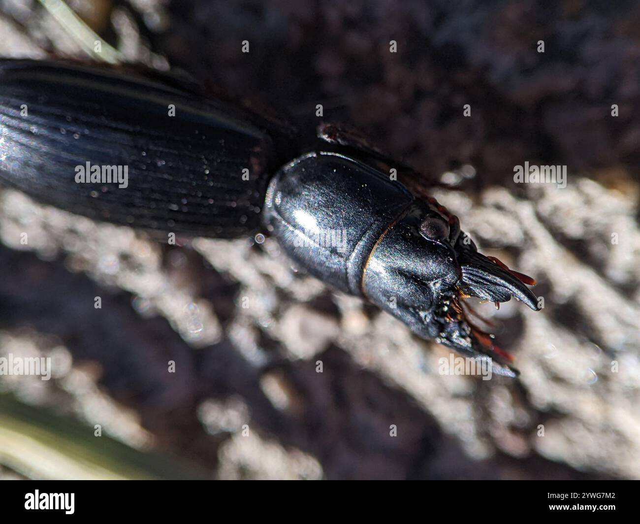 Big-headed Ground Beetle (Scarites subterraneus Stock Photo - Alamy