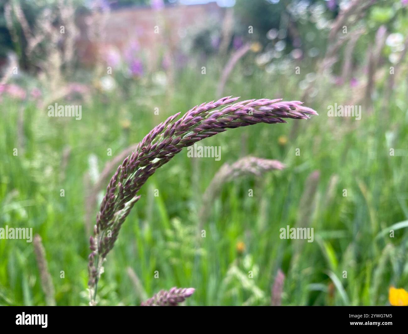 Yorkshire fog (Holcus lanatus Stock Photo - Alamy