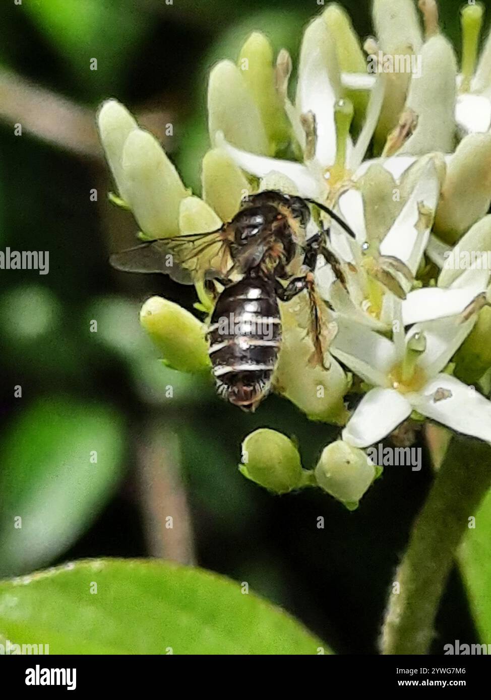 Mining Bees (Andrena Stock Photo - Alamy