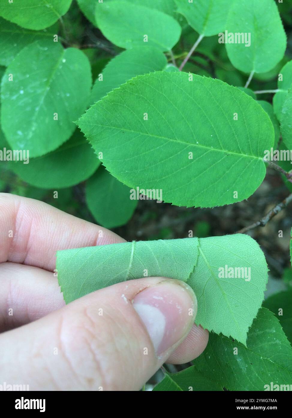 Running Serviceberry (Amelanchier stolonifera Stock Photo - Alamy