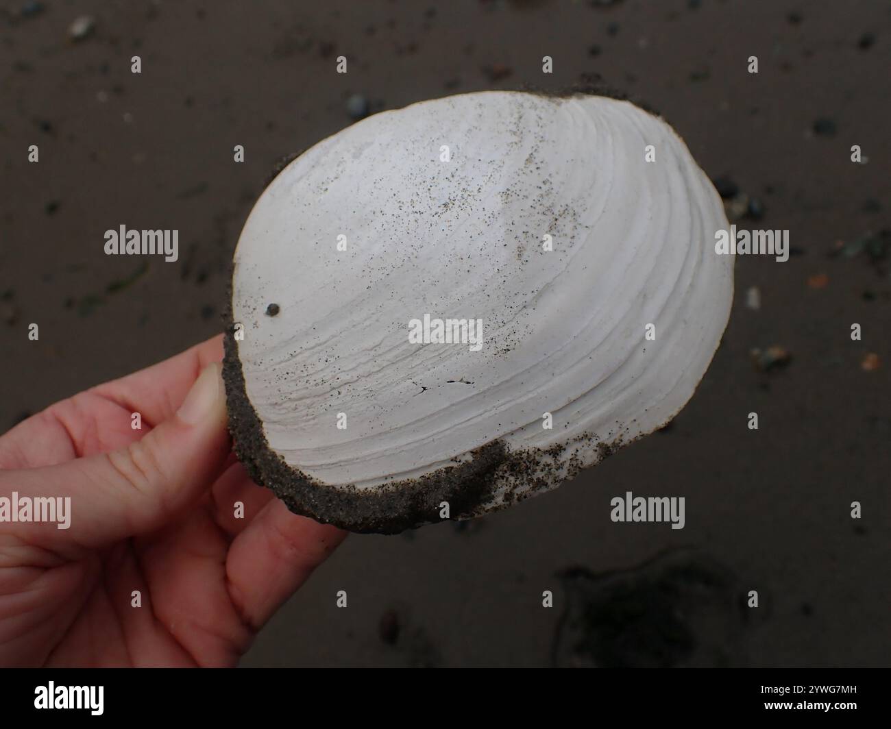 Fat Gaper (Tresus capax Stock Photo - Alamy