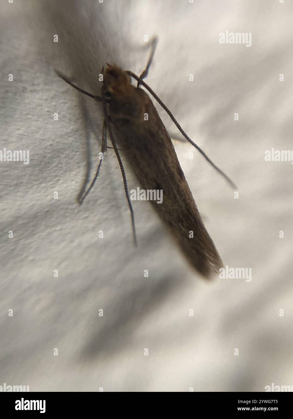 Case-bearing Clothes Moth (Tinea pellionella Stock Photo - Alamy