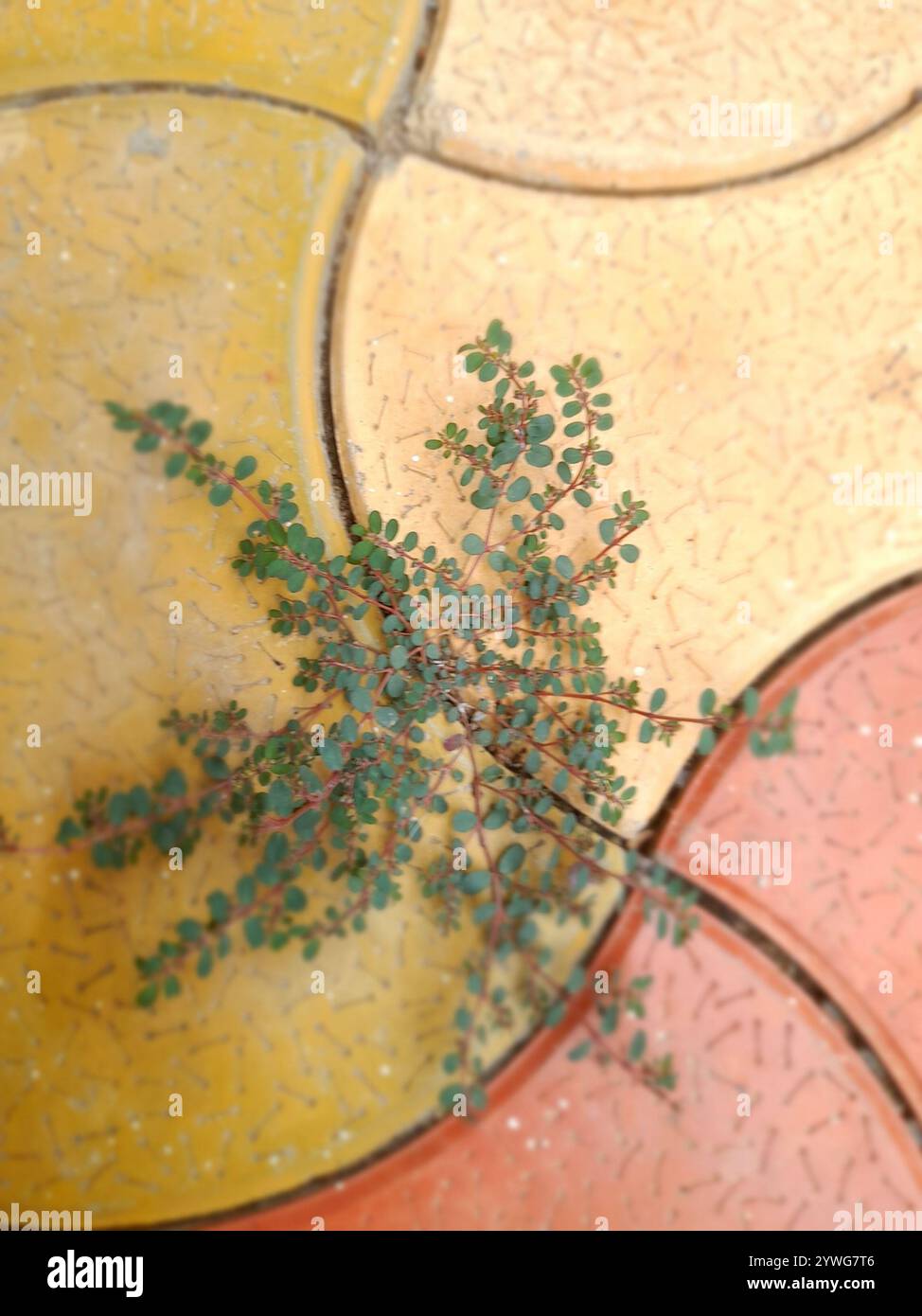 prostrate sandmat (Euphorbia prostrata Stock Photo - Alamy