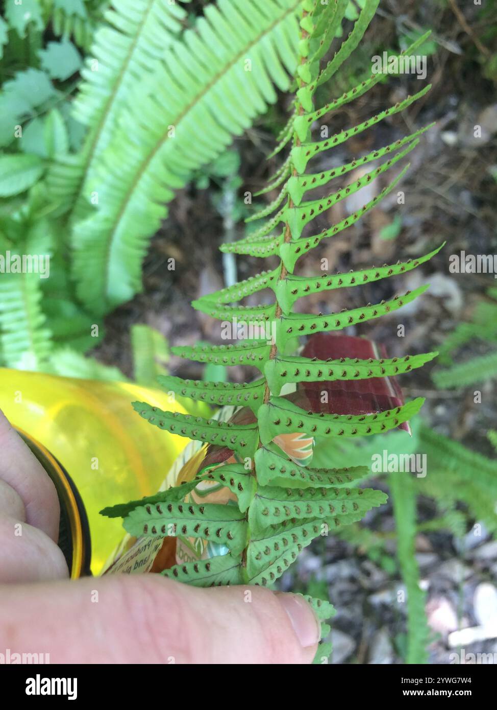 Fishbone Fern (Nephrolepis cordifolia Stock Photo - Alamy