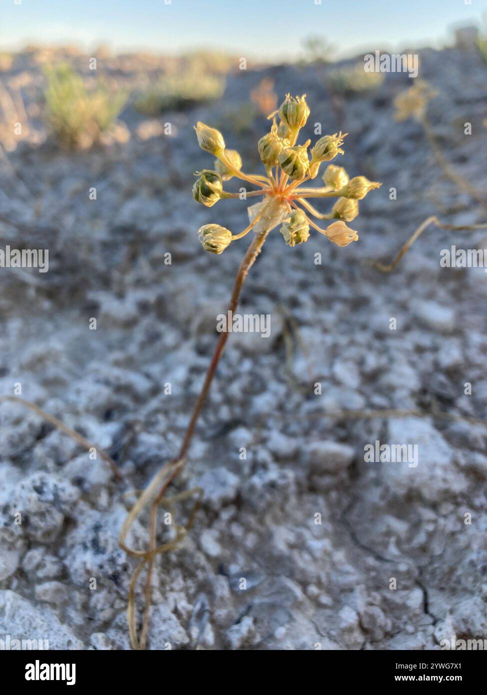 Textile onion (Allium textile Stock Photo - Alamy