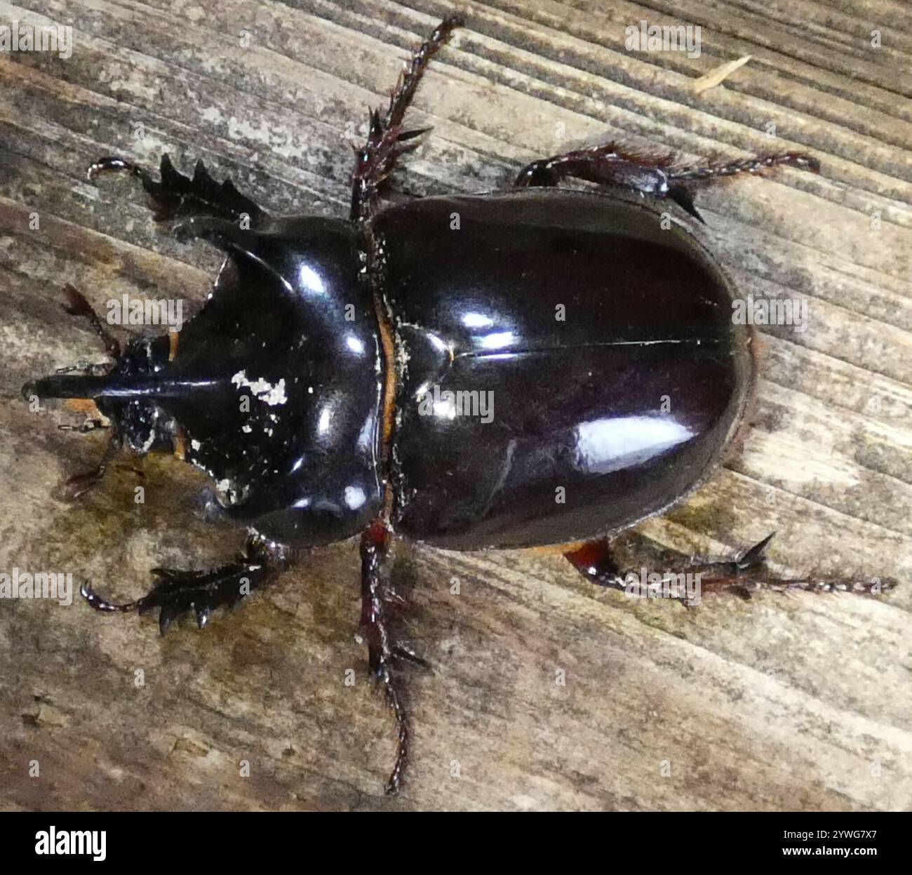 Smooth Ox Beetle (Strategus antaeus Stock Photo - Alamy