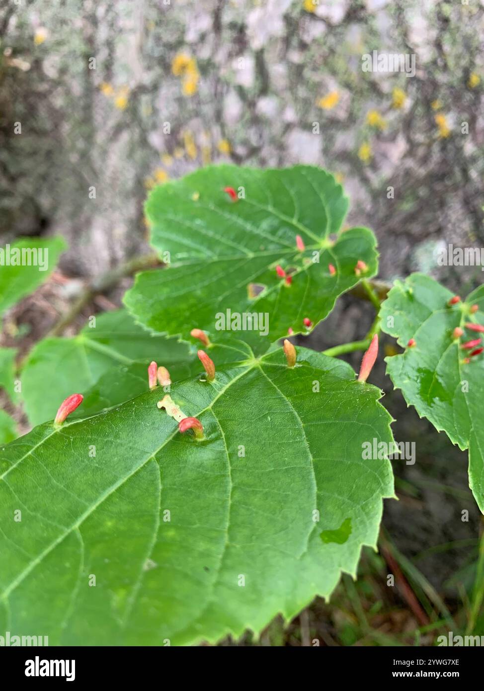 Red Nail Gall Mite (Eriophyes tiliae Stock Photo - Alamy