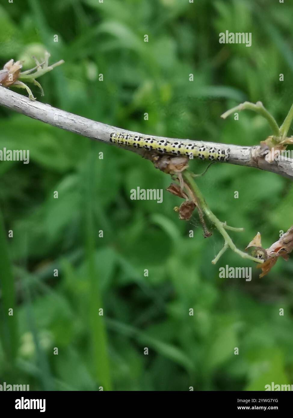 Currant Spanworm Moth (Macaria ribearia Stock Photo - Alamy