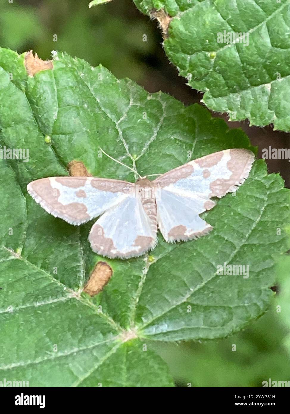 Clouded Border (Lomaspilis marginata Stock Photo - Alamy