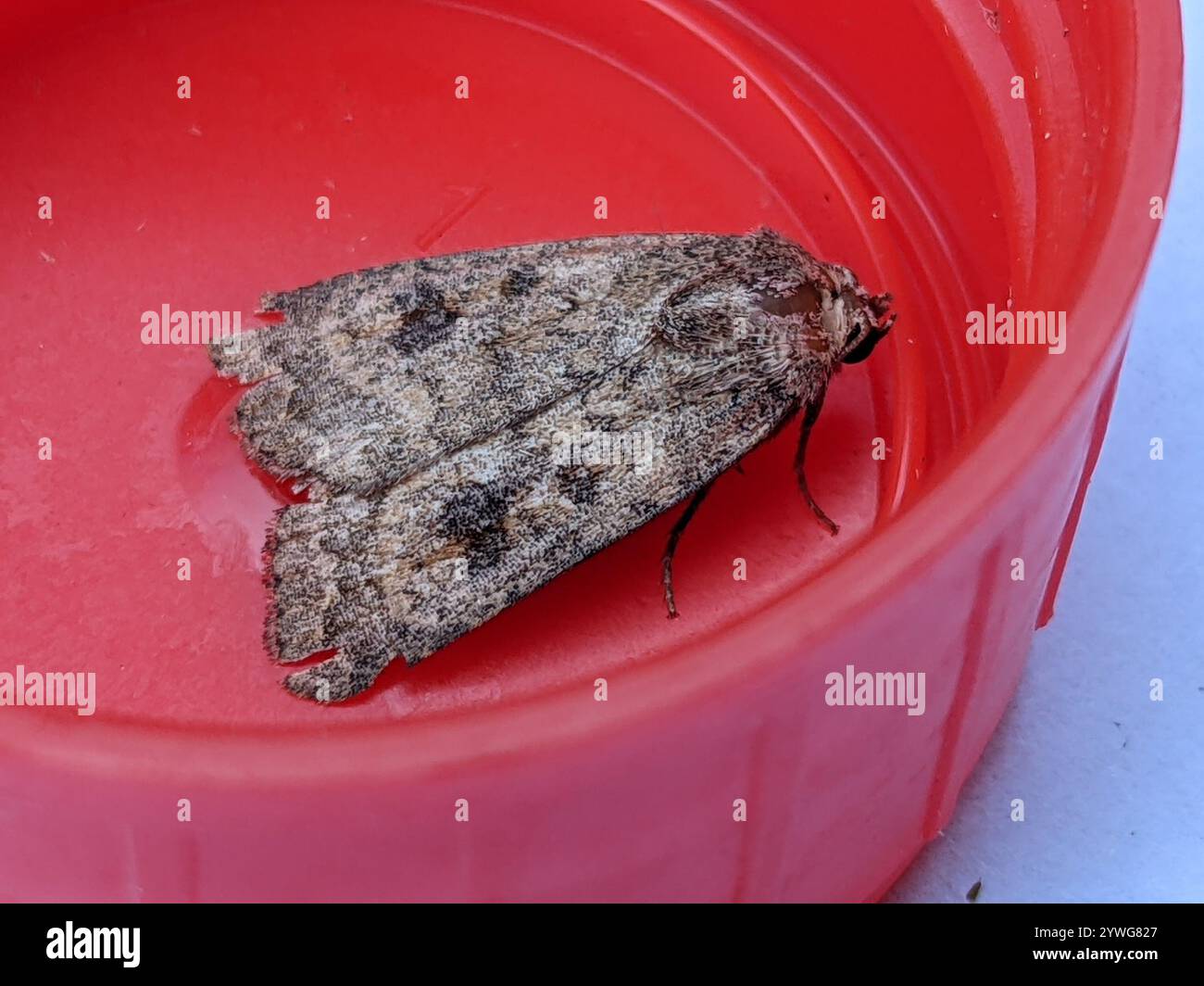 Mottled Rustic (Caradrina morpheus Stock Photo - Alamy
