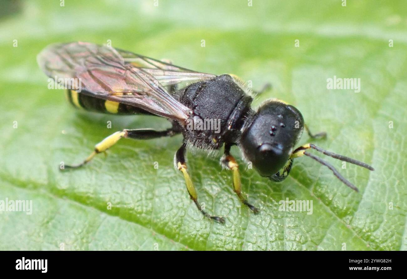 Common Ectemnius (Ectemnius continuus Stock Photo - Alamy