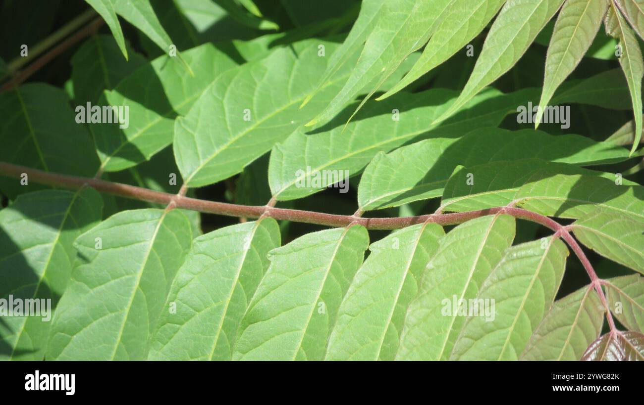 tree-of-heaven (Ailanthus altissima Stock Photo - Alamy