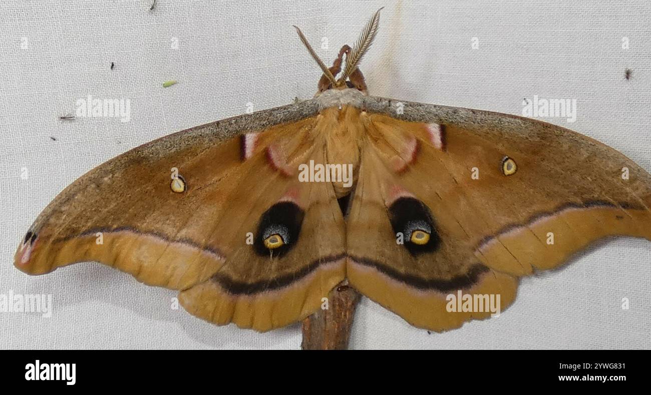 Polyphemus Moth (Antheraea polyphemus Stock Photo - Alamy