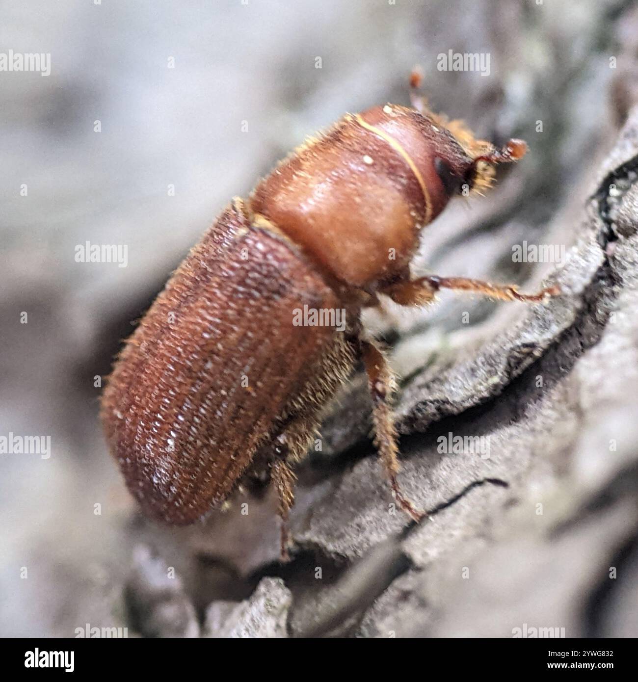 Red Turpentine Beetle (Dendroctonus valens Stock Photo - Alamy