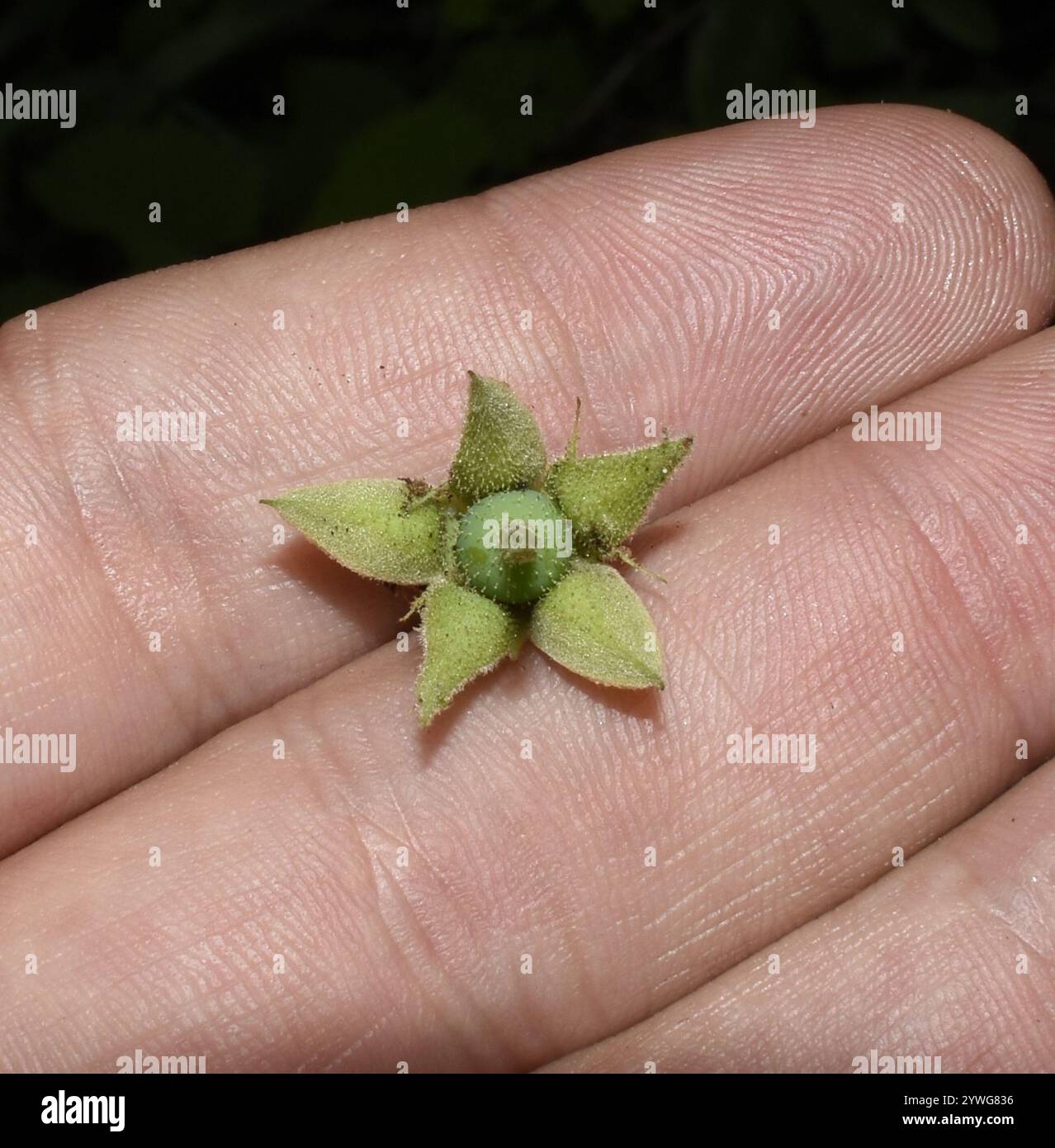 climbing prairie rose (Rosa setigera Stock Photo - Alamy
