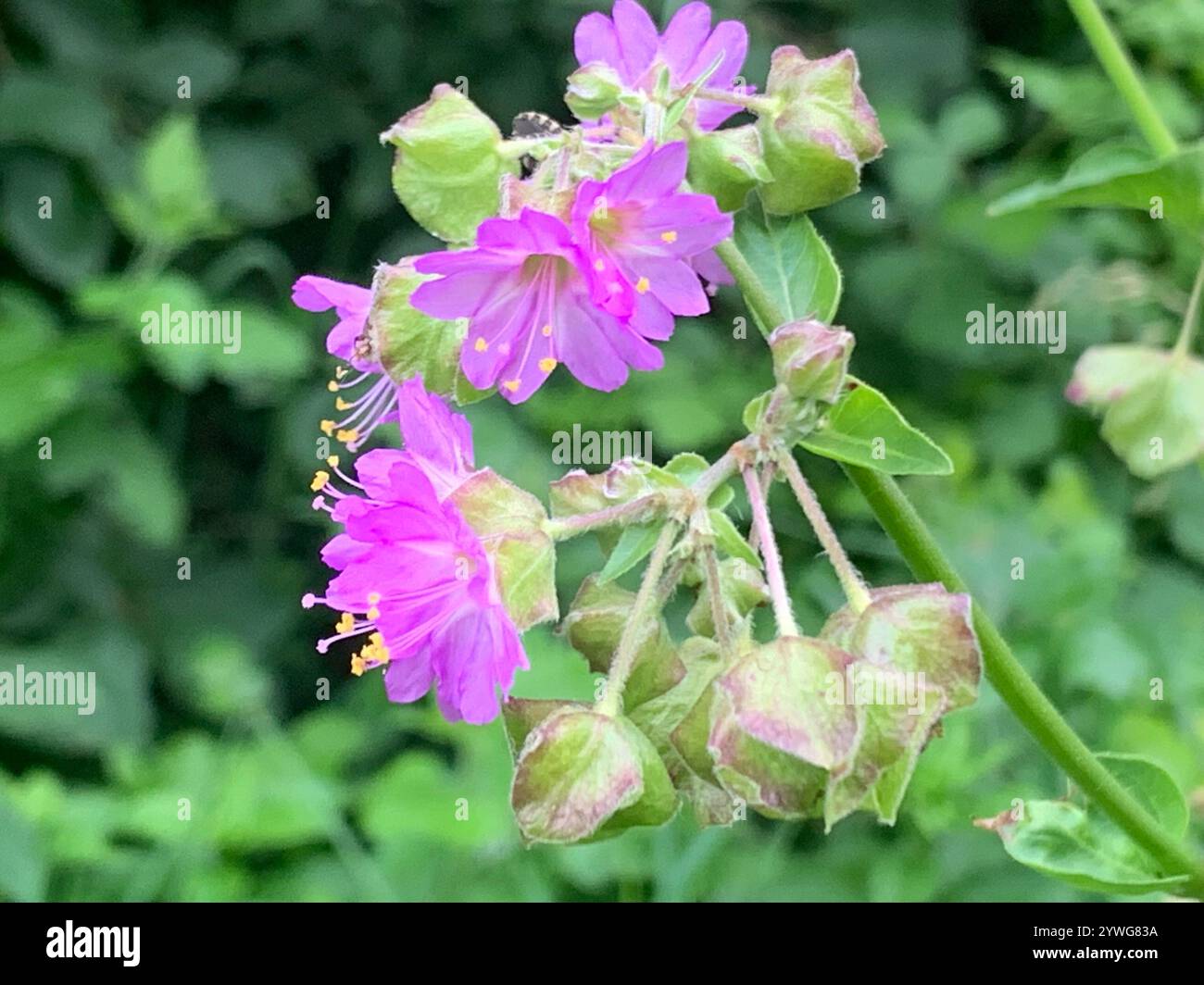 Wild Four o'Clock (Mirabilis nyctaginea Stock Photo - Alamy