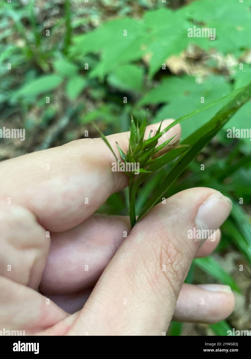 northern long sedge (Carex folliculata Stock Photo - Alamy