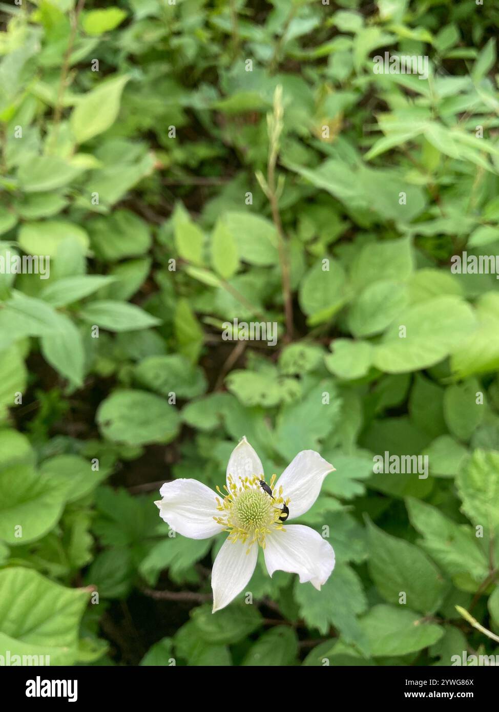 tall thimbleweed (Anemone virginiana Stock Photo - Alamy