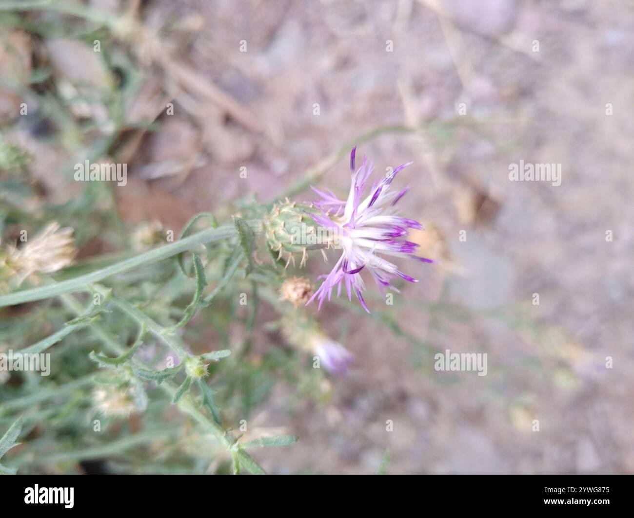 Rough Star-thistle (Centaurea aspera Stock Photo - Alamy