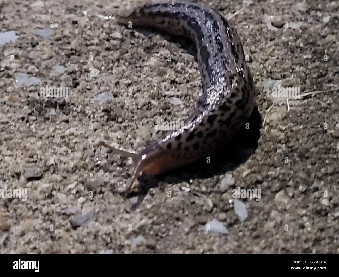 Leopard Slug (Limax maximus Stock Photo - Alamy