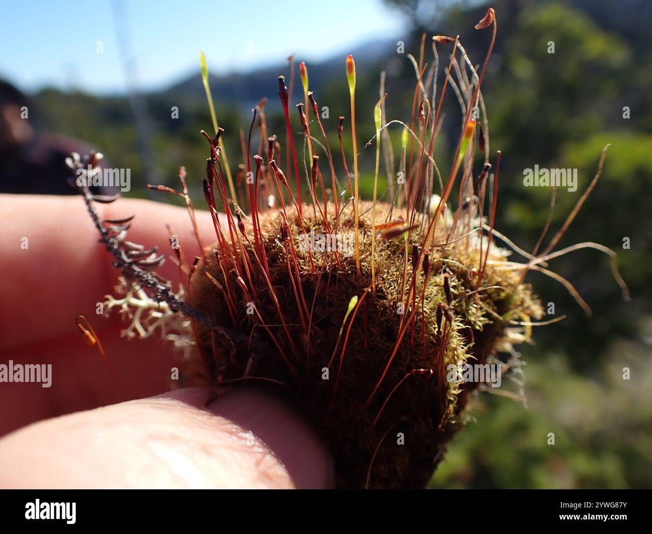 Slender Cruet-moss (Tetraplodon mnioides Stock Photo - Alamy