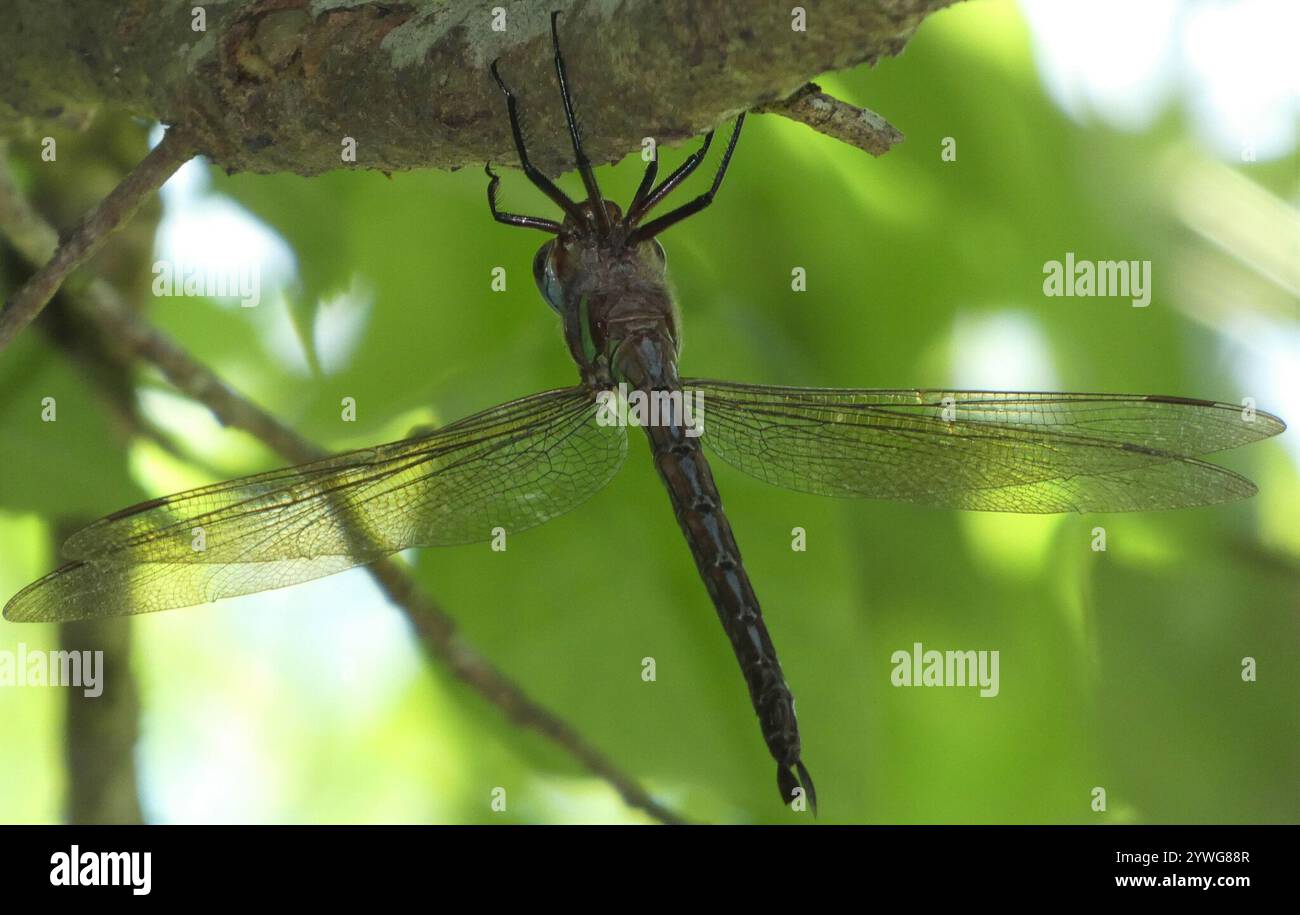 Swamp Darner (Epiaeschna heros Stock Photo - Alamy