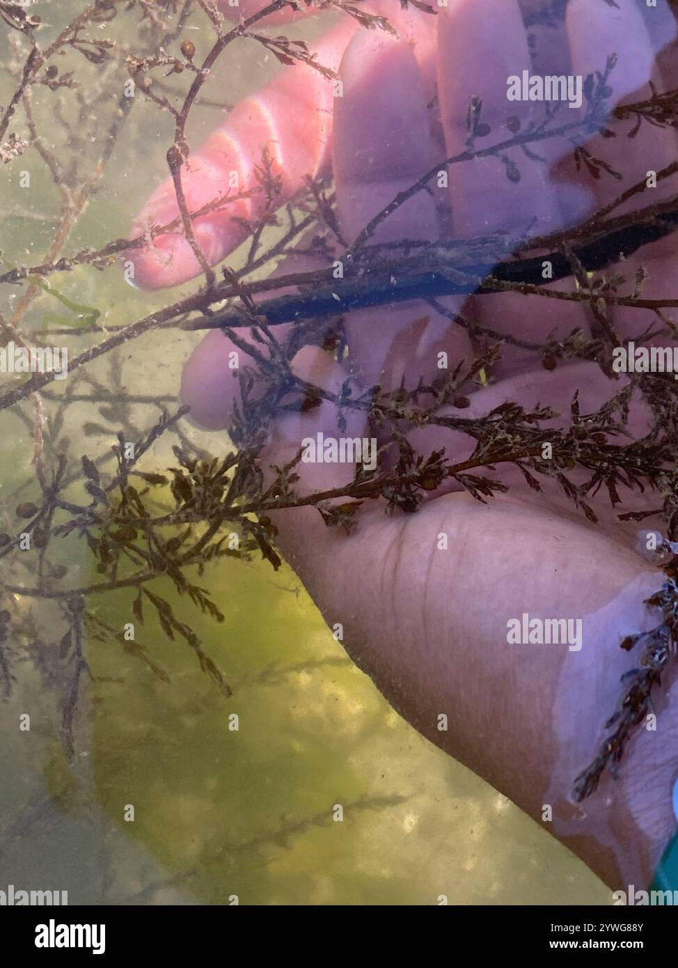 Pipefishes and Allies (Syngnathiformes Stock Photo - Alamy