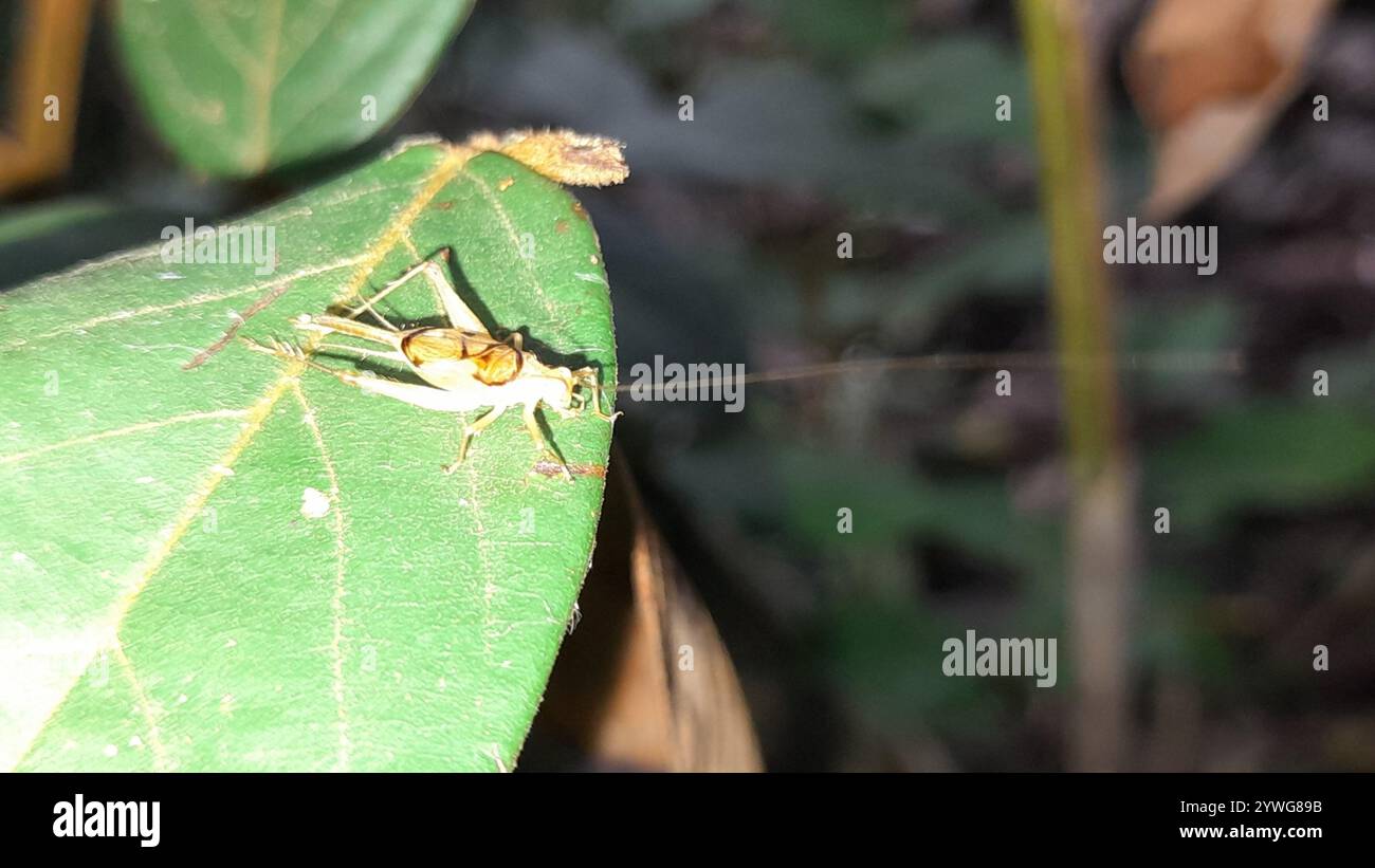 Trigs, Sword-tailed Crickets, and Ground Crickets (Trigonidiidae Stock ...