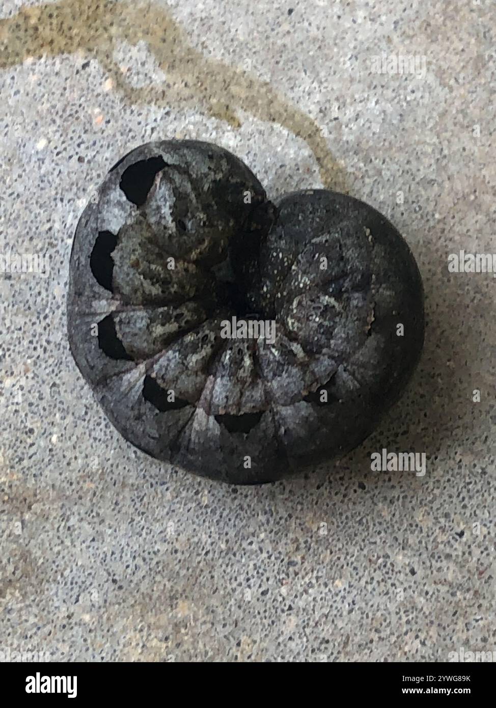 Velvet Armyworm Moth (Spodoptera latifascia Stock Photo - Alamy