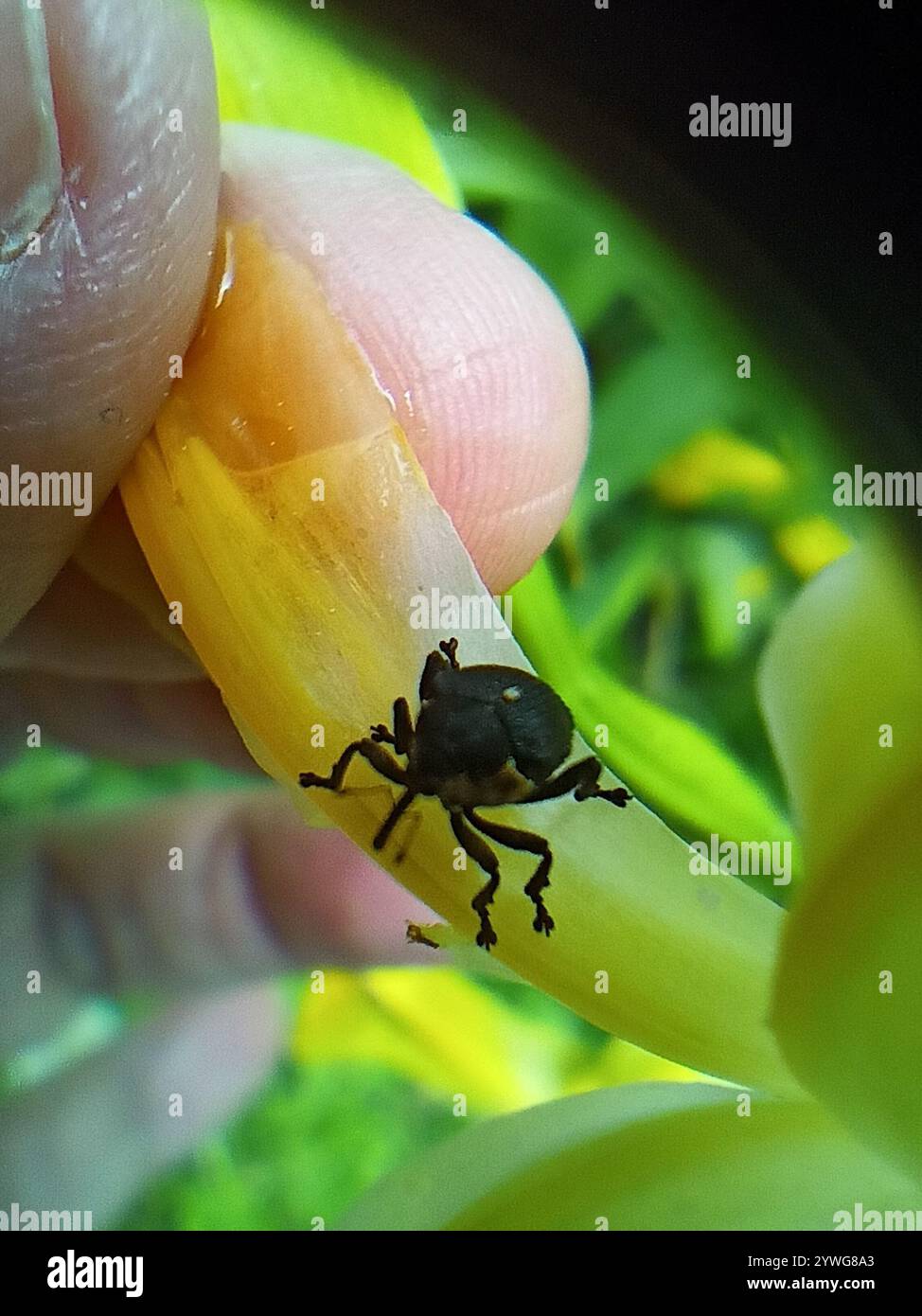 Iris weevil (Mononychus punctumalbum Stock Photo - Alamy