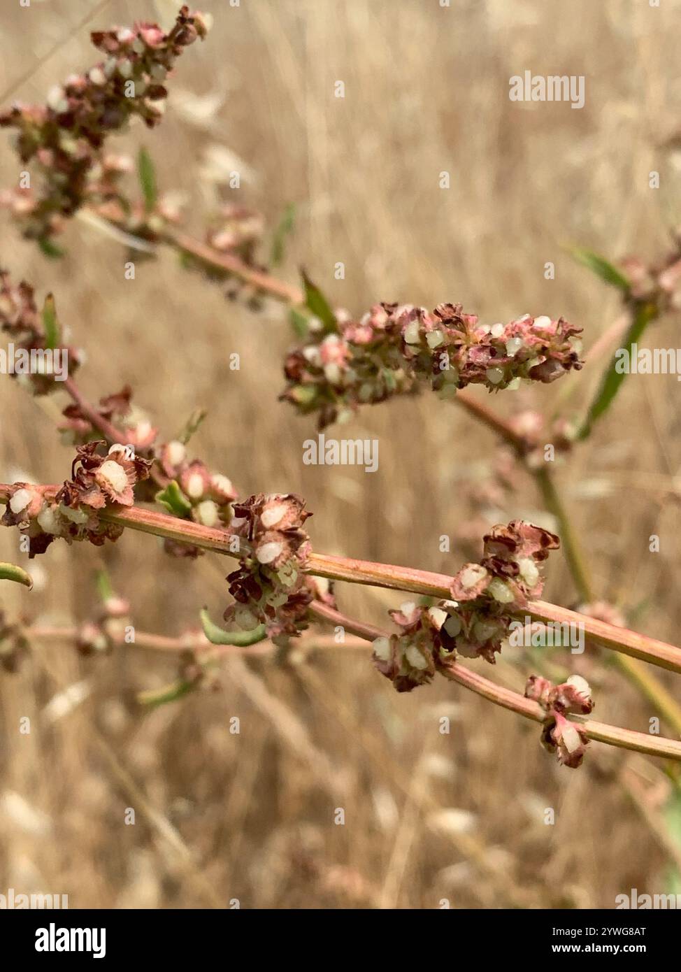 fiddle dock (Rumex pulcher Stock Photo - Alamy