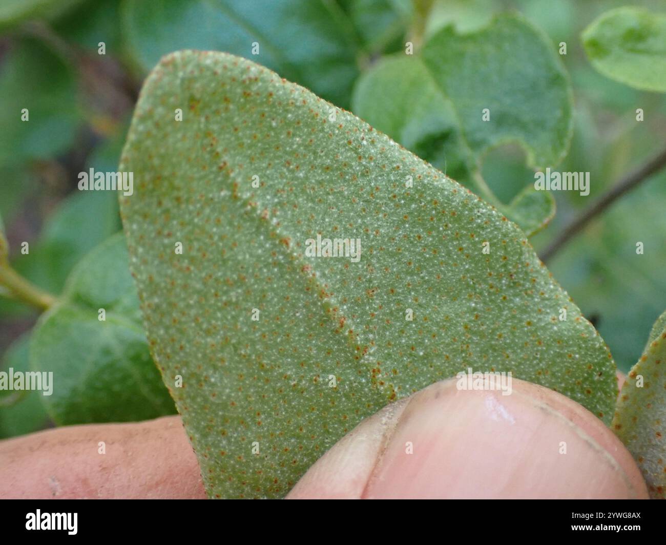 Canadian buffalo-berry (Shepherdia canadensis Stock Photo - Alamy