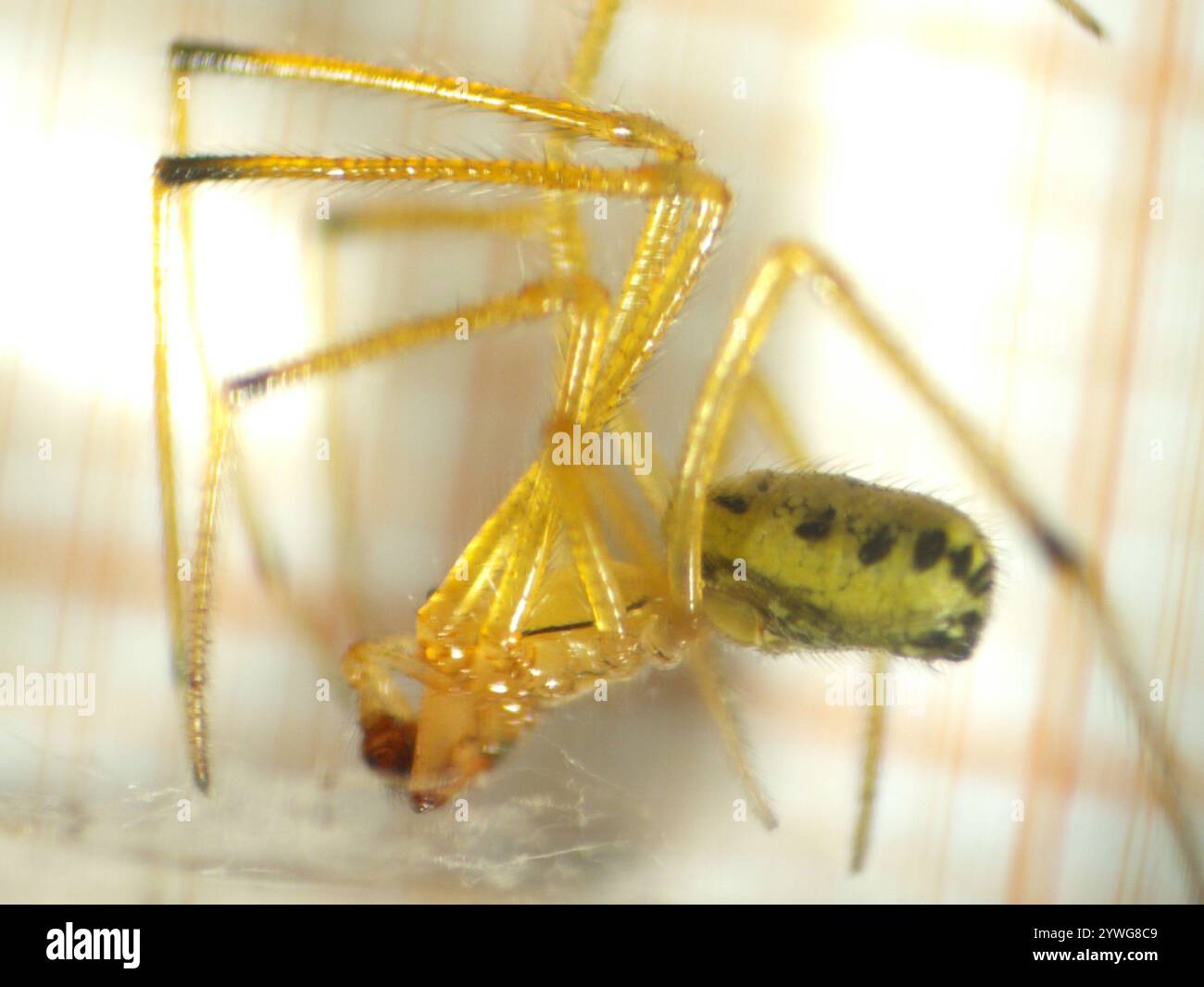 Candy-striped Spider complex (Enoplognatha ovata Stock Photo - Alamy