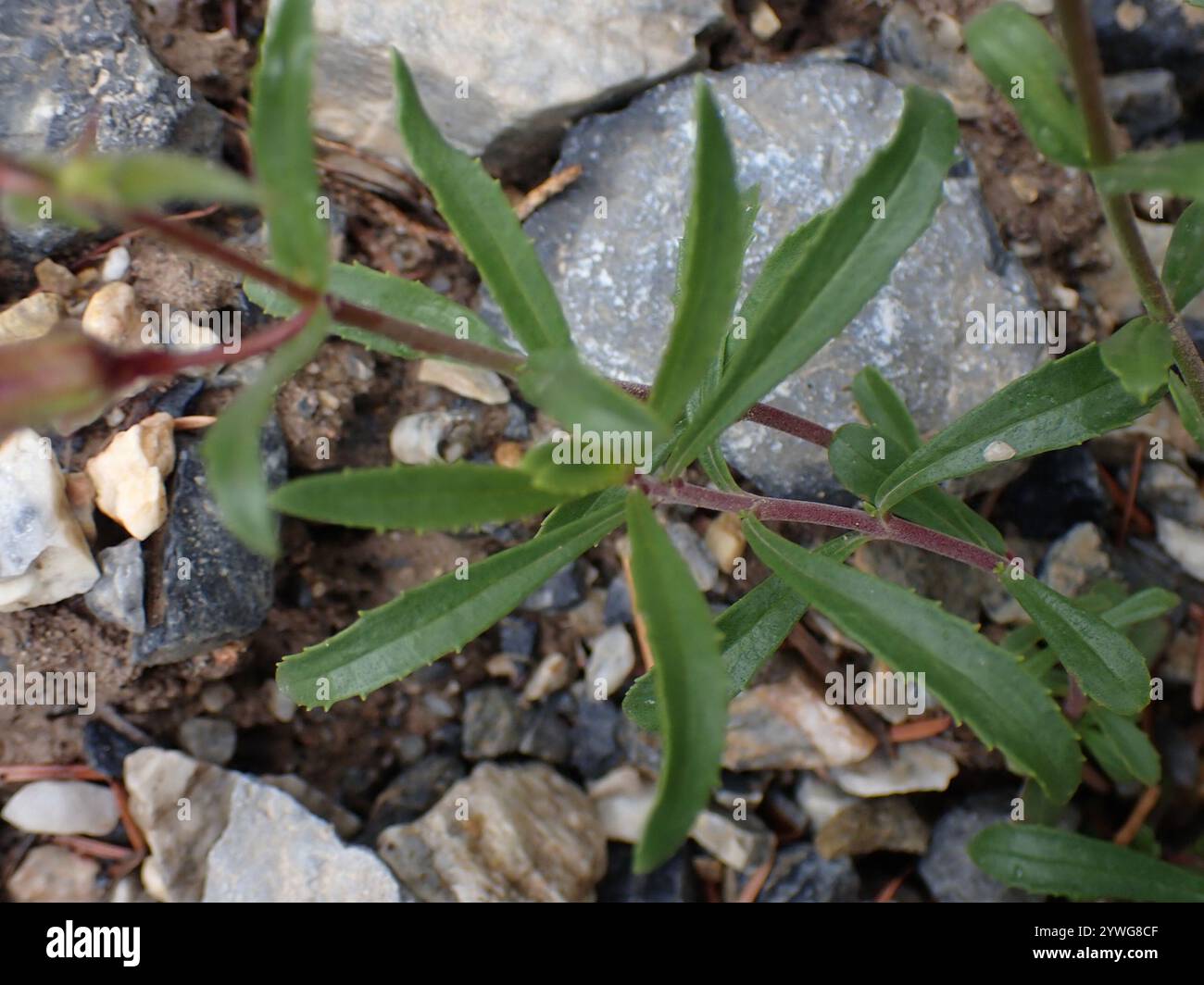 Bush Penstemon (Penstemon fruticosus Stock Photo - Alamy