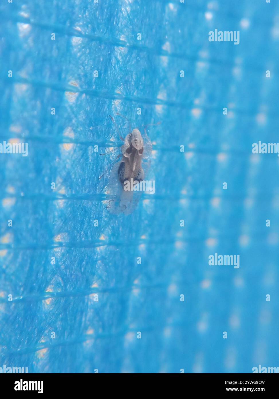 Eastern Sycamore Lace Bug (Corythucha ciliata Stock Photo - Alamy