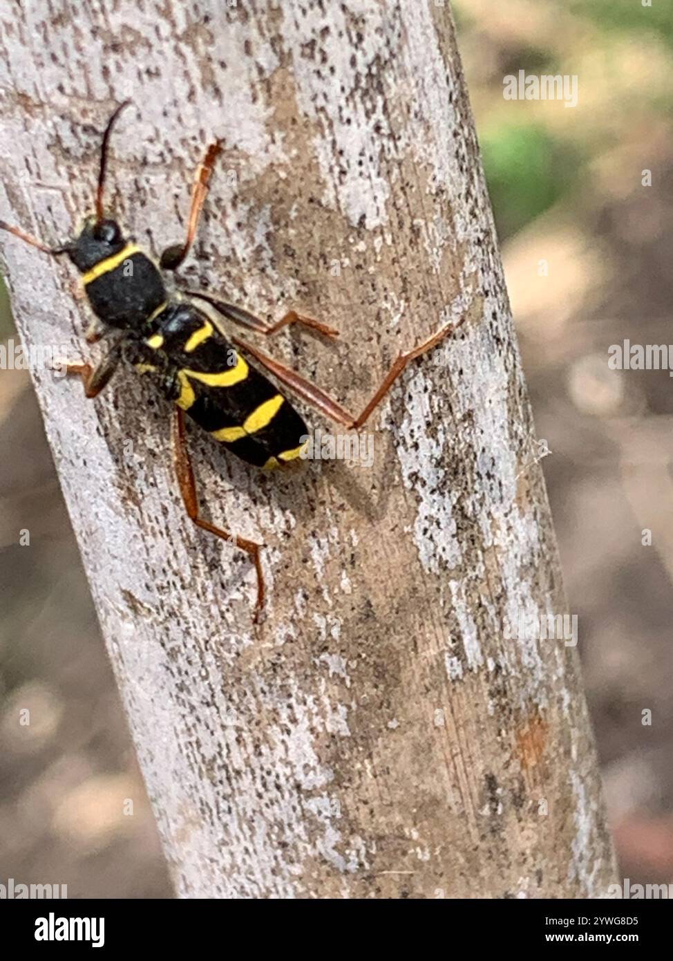 Wasp Beetle (Clytus arietis Stock Photo - Alamy
