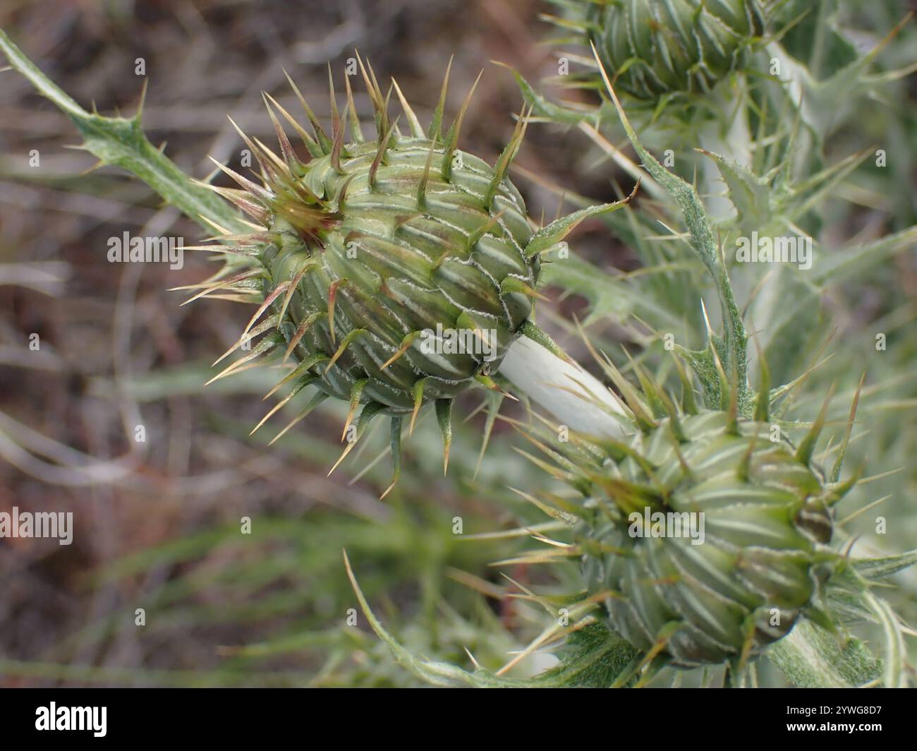 wavyleaf thistle (Cirsium undulatum Stock Photo - Alamy