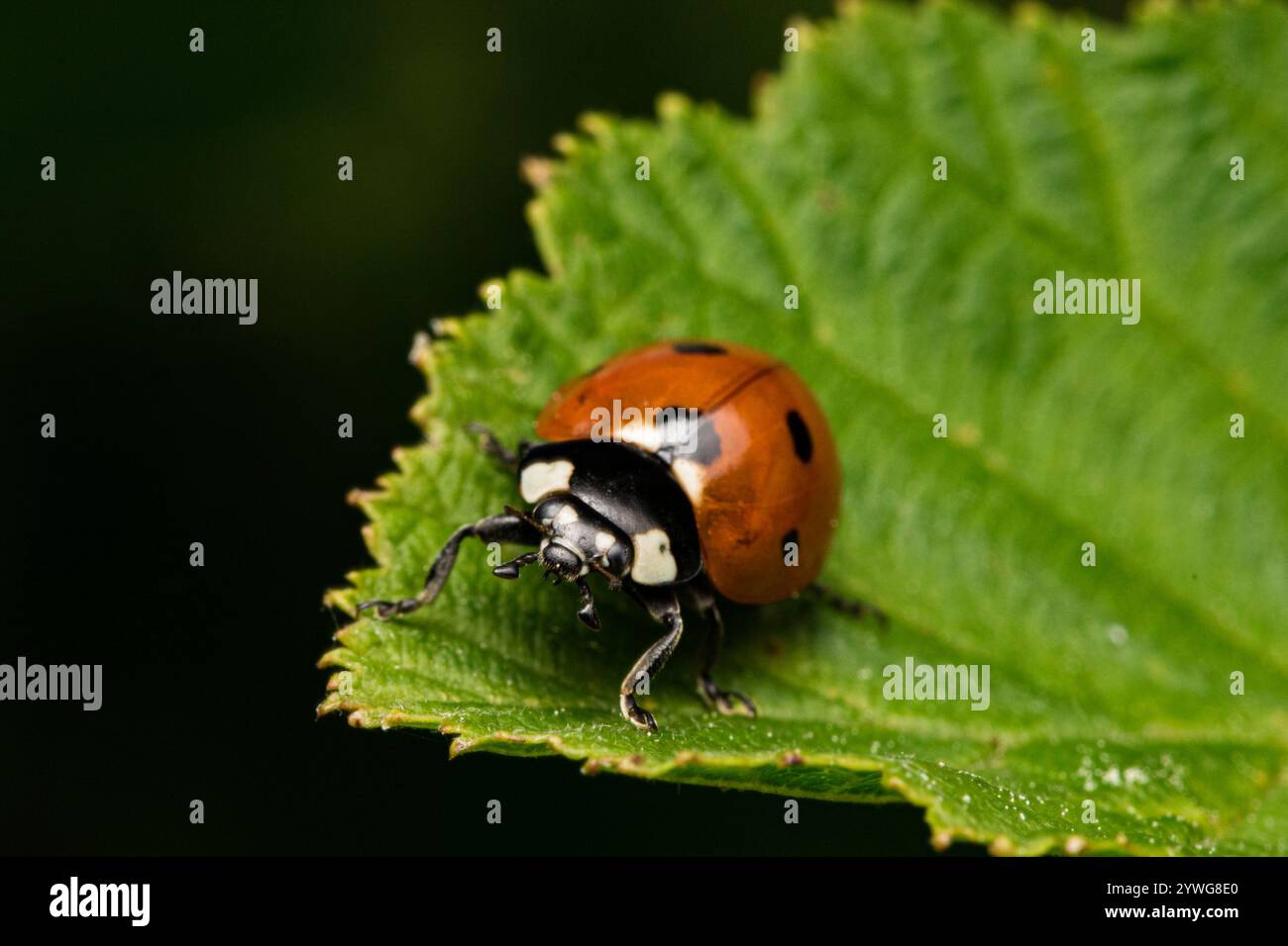 Seven-spotted Lady Beetle (Coccinella septempunctata Stock Photo - Alamy