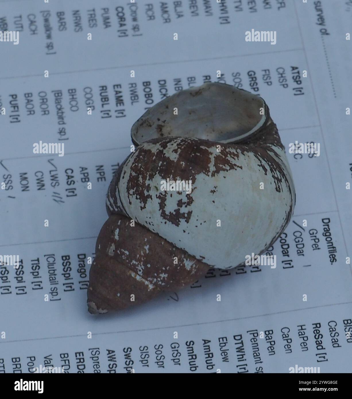 Chinese Mystery Snail (Cipangopaludina chinensis Stock Photo - Alamy