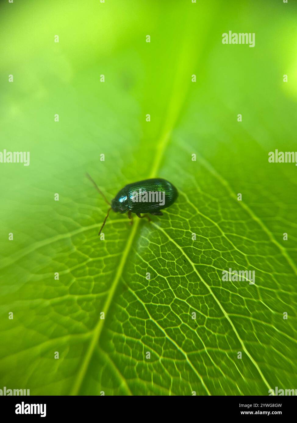 Flea Beetles (Alticini Stock Photo - Alamy