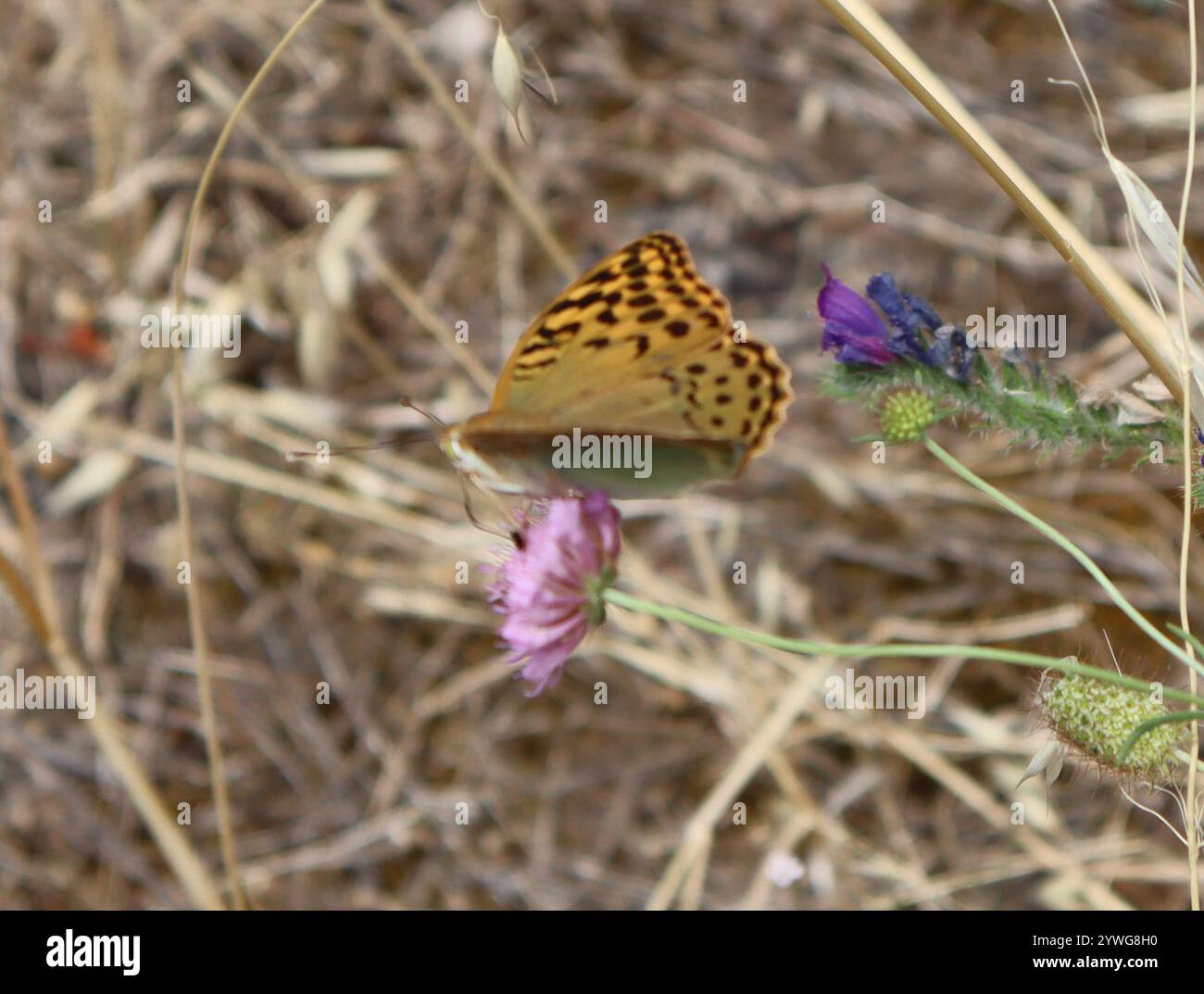 Cardinal Butterfly (Argynnis pandora Stock Photo - Alamy