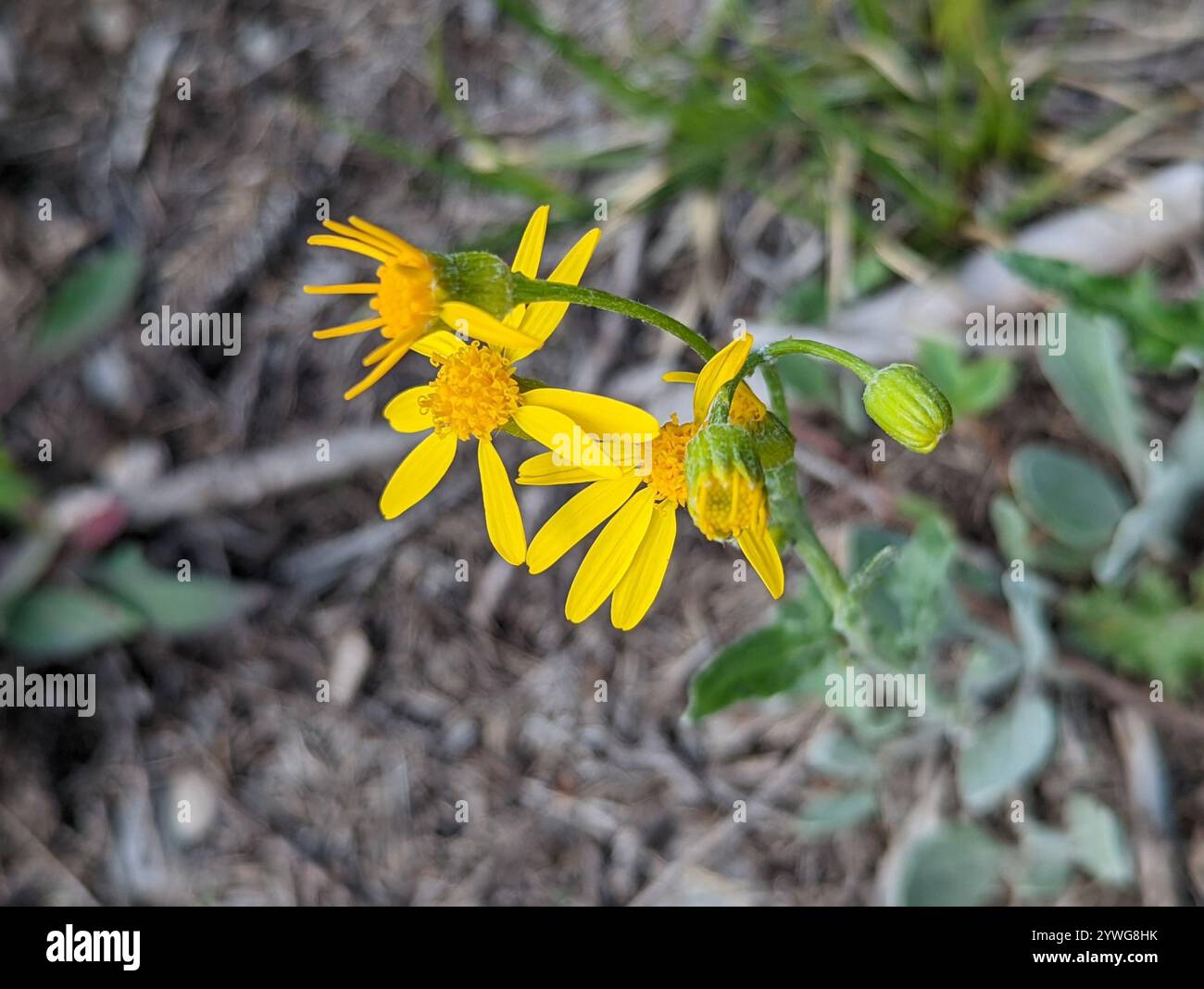 woolly groundsel (Packera cana Stock Photo - Alamy